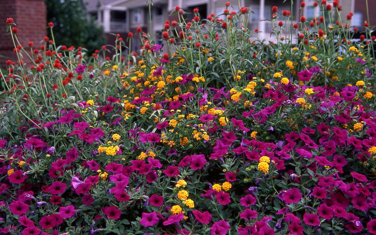 Spectacular Summer Flower Display - Color Burst