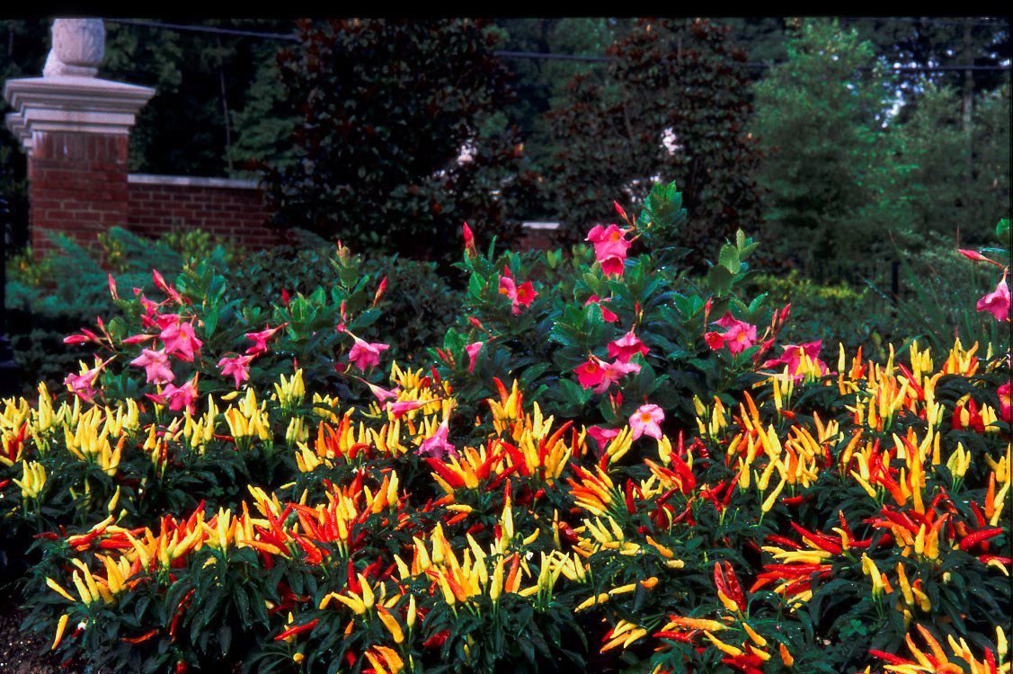 Spectacular Summer Flower Display - Color Burst