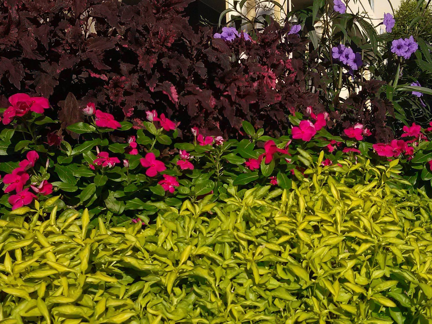 Spectacular Summer Flower Display - Color Burst