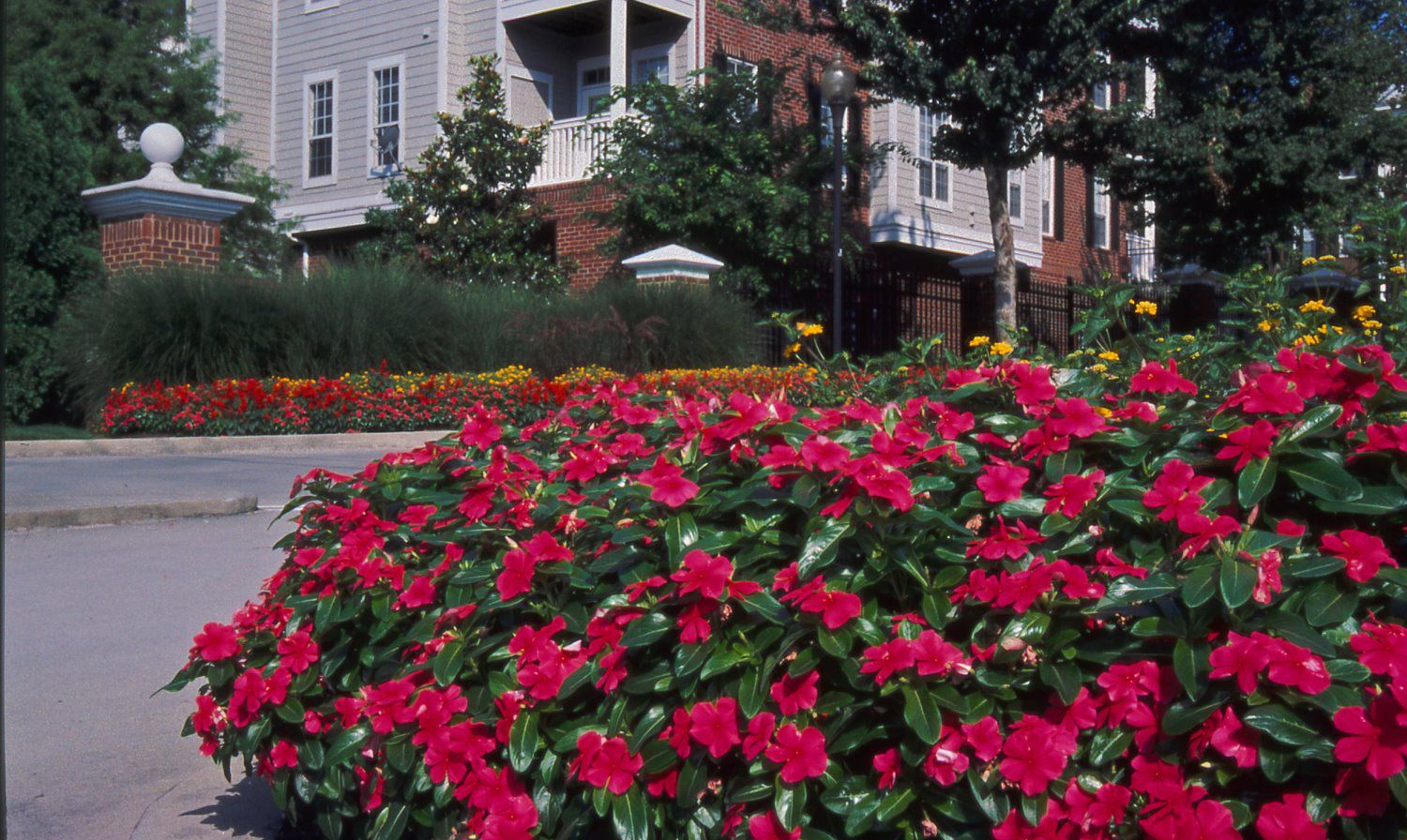 Spectacular Summer Flower Display - Color Burst