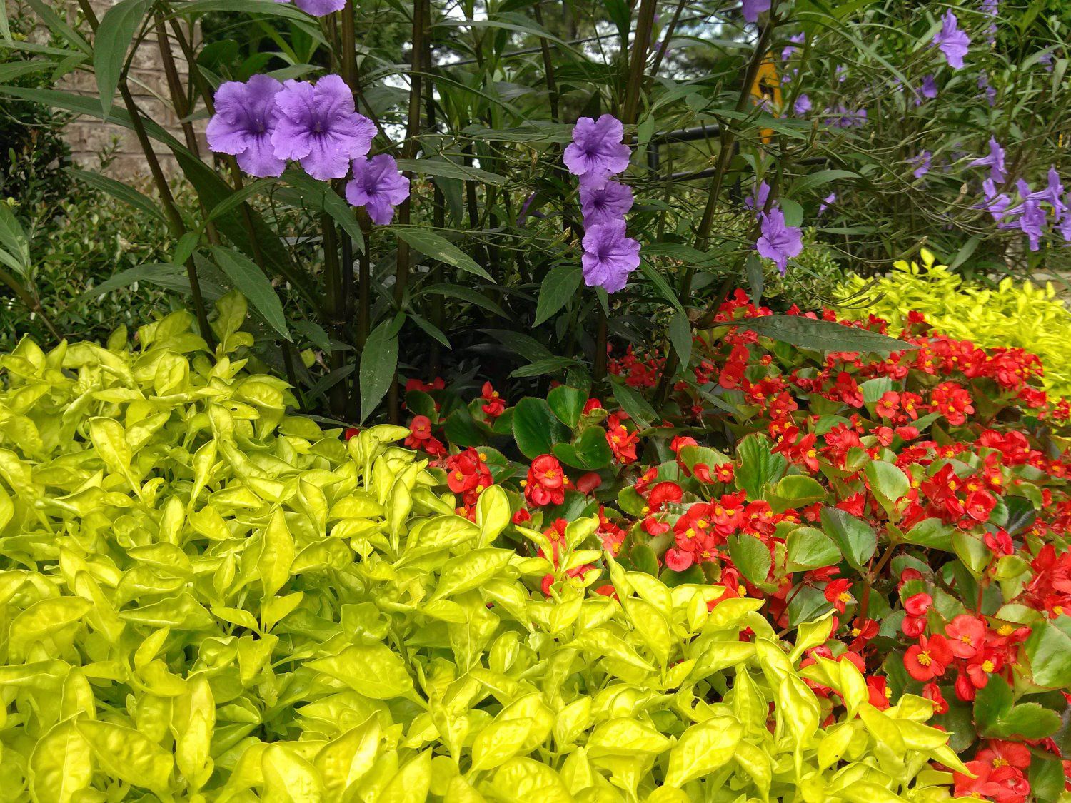 Spectacular Summer Flower Display - Color Burst