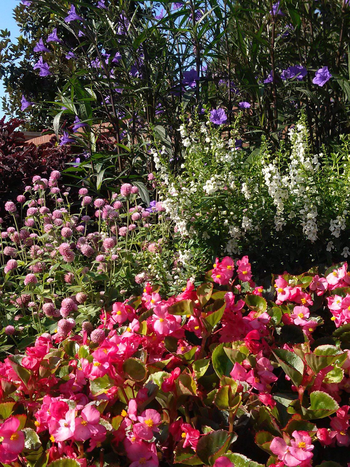 Spectacular Summer Flower Display - Color Burst