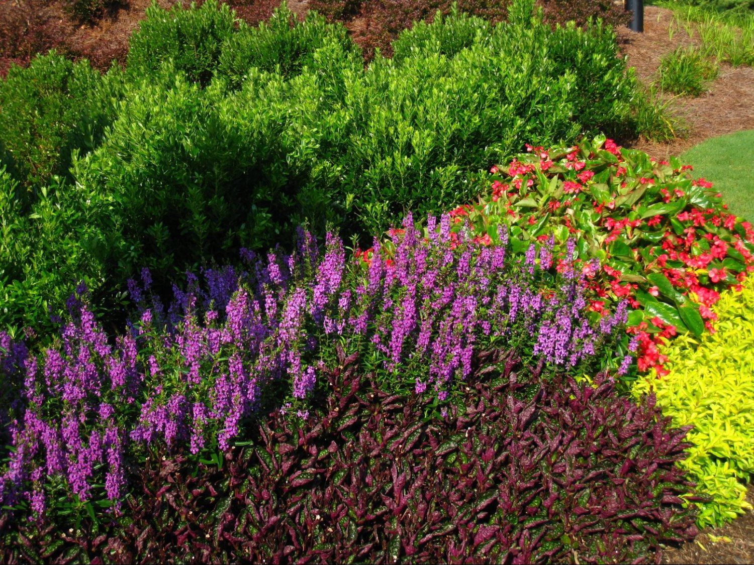 Spectacular Summer Flower Display - Color Burst