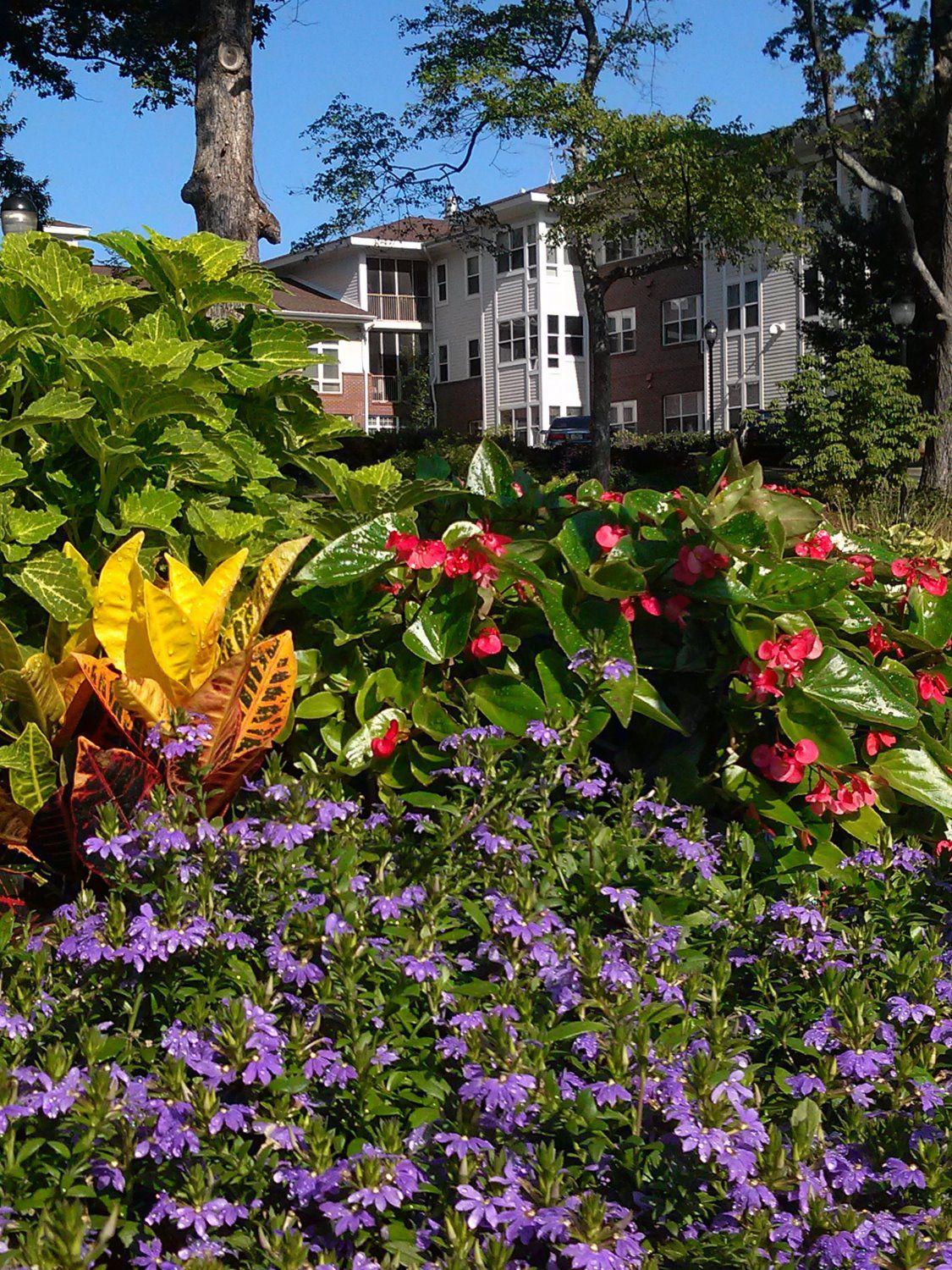 Spectacular Summer Flower Display - Color Burst