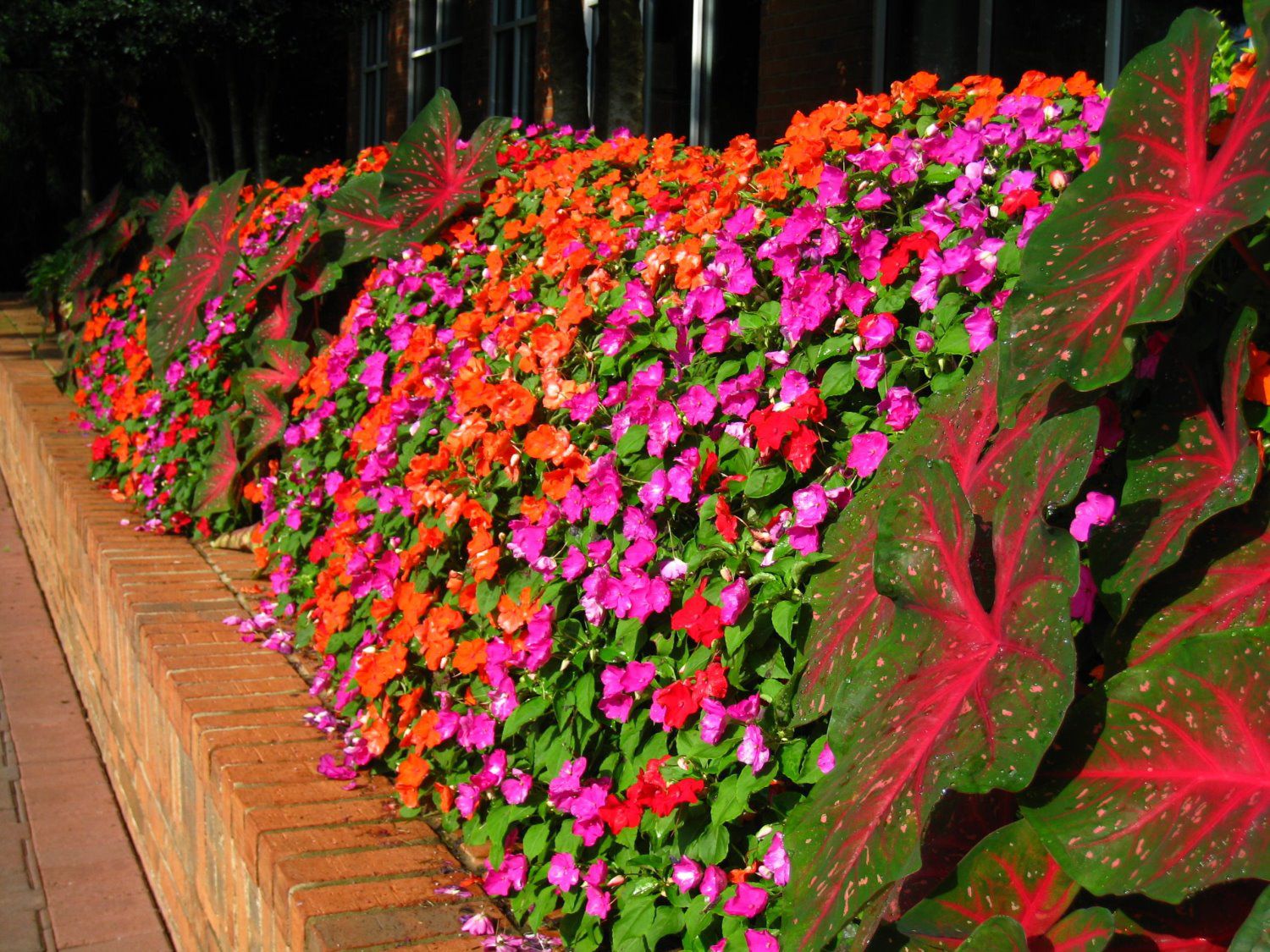 Spectacular Summer Flower Display - Color Burst