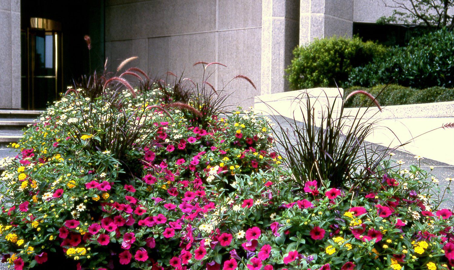 Pretty Planters Flower Display - Color Burst