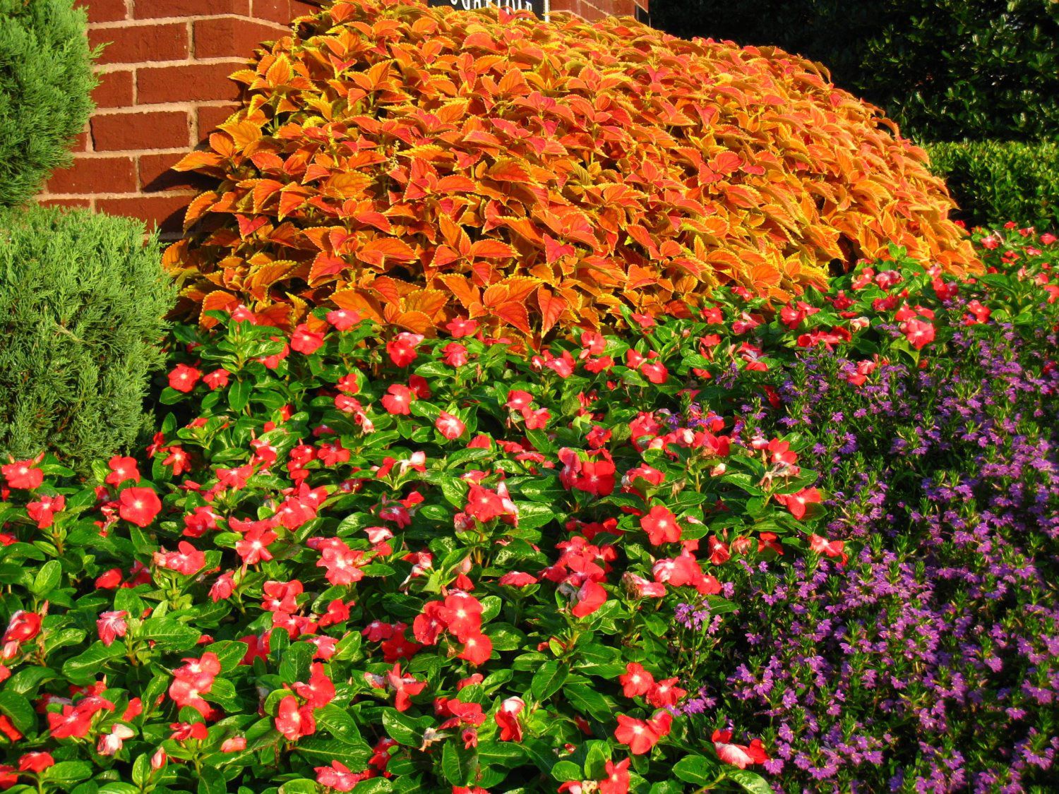 Spectacular Summer Flower Display - Color Burst