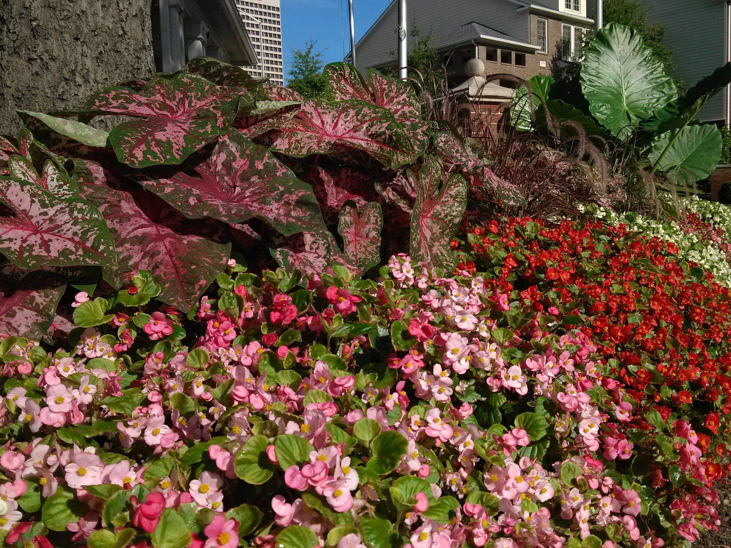 Spectacular Summer Flower Display - Color Burst