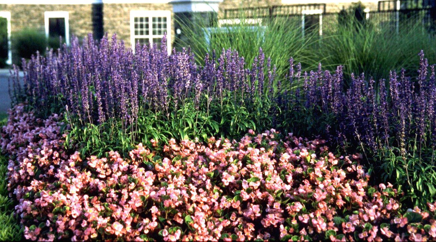 Spectacular Summer Flower Display - Color Burst