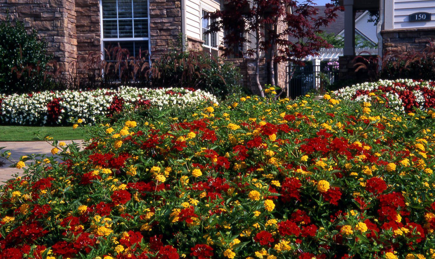Spectacular Summer Flower Display - Color Burst