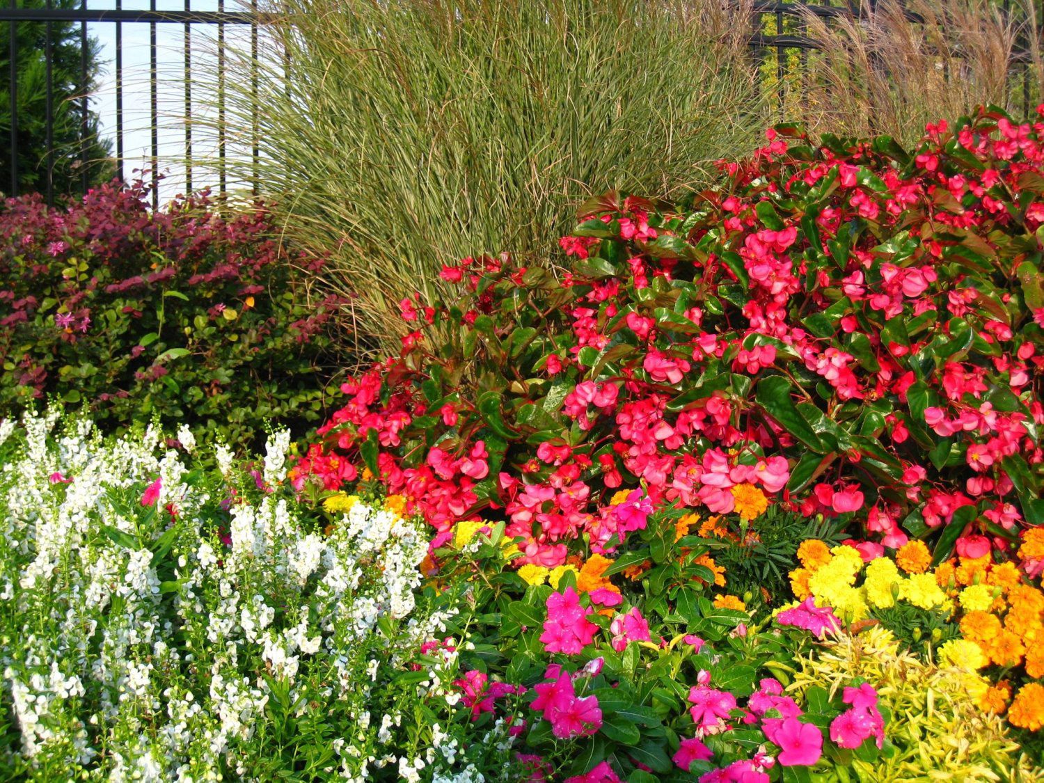 Spectacular Summer Flower Display - Color Burst