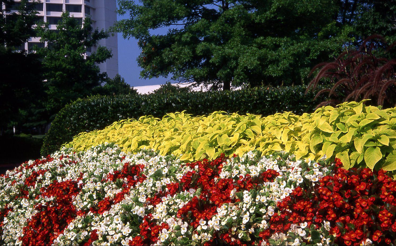 Spectacular Summer Flower Display - Color Burst