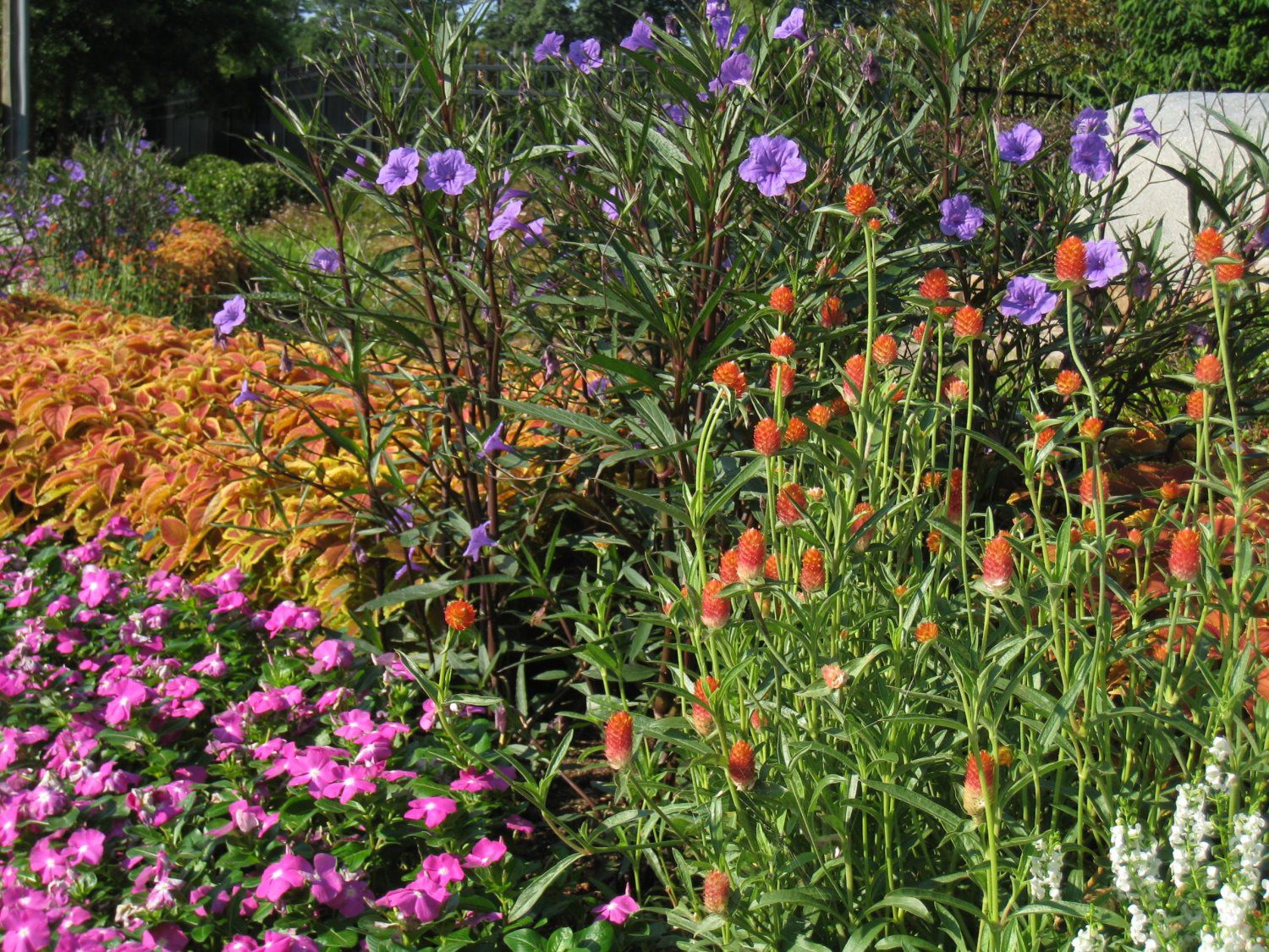 Spectacular Summer Flower Display - Color Burst