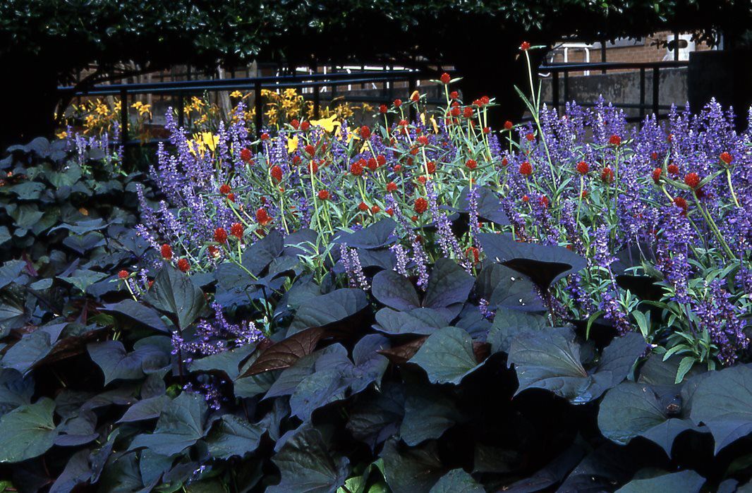 Spectacular Summer Flower Display - Color Burst