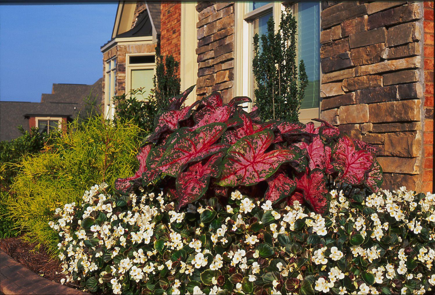 Spectacular Summer Flower Display - Color Burst