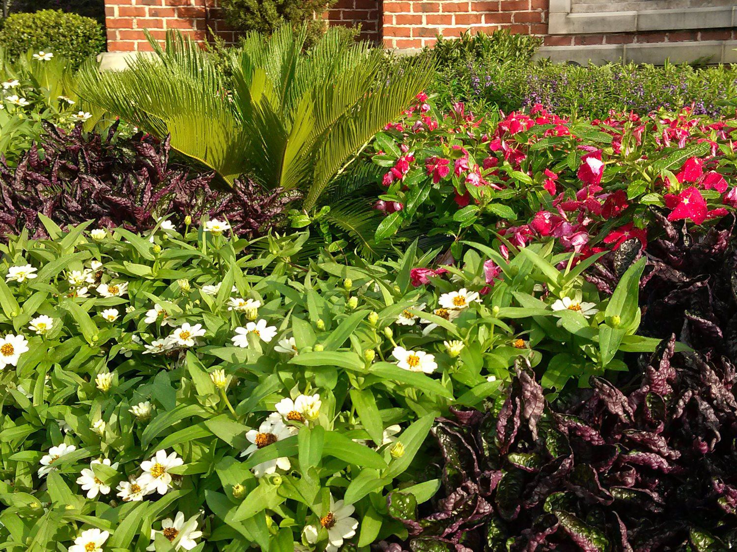 Spectacular Summer Flower Display - Color Burst