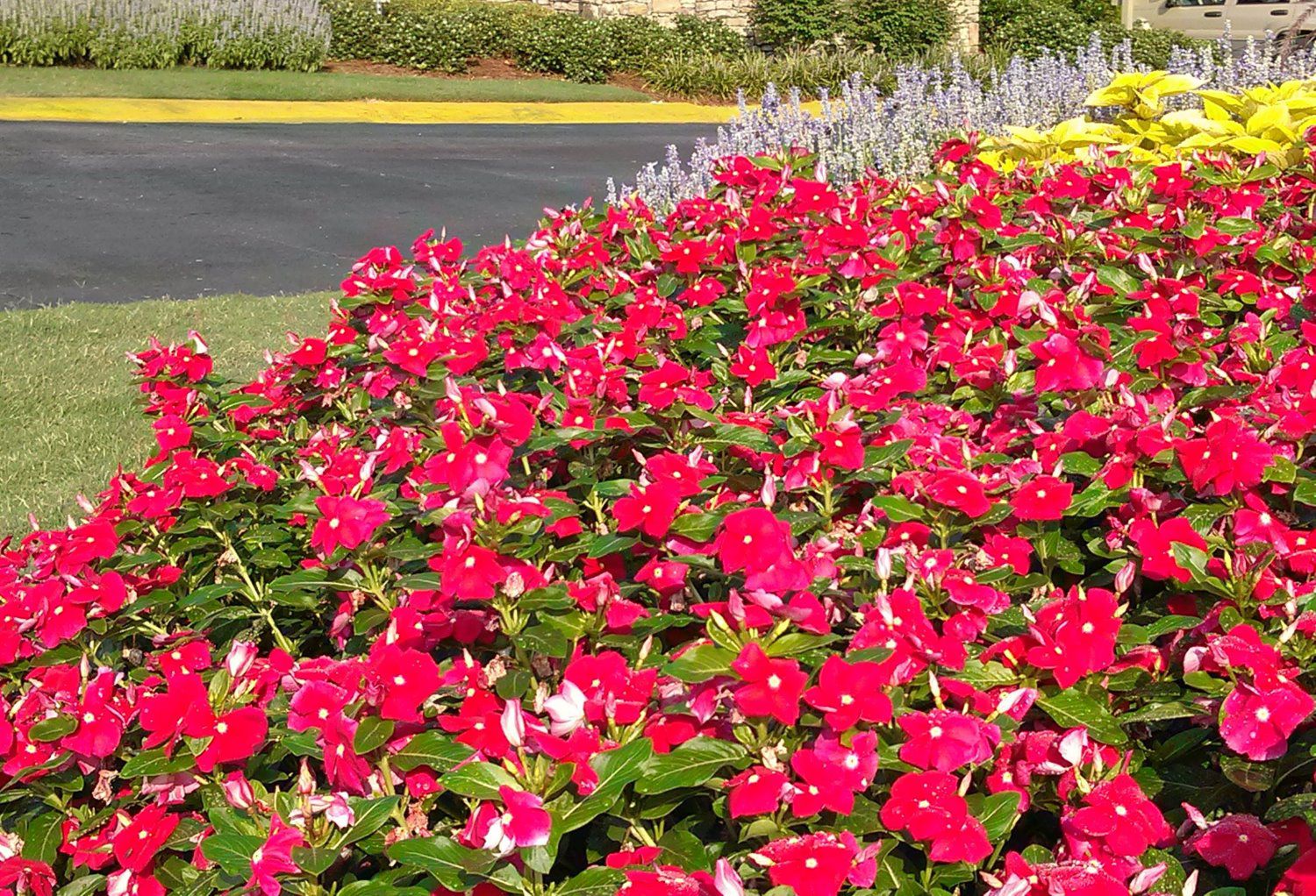 Spectacular Summer Flower Display - Color Burst