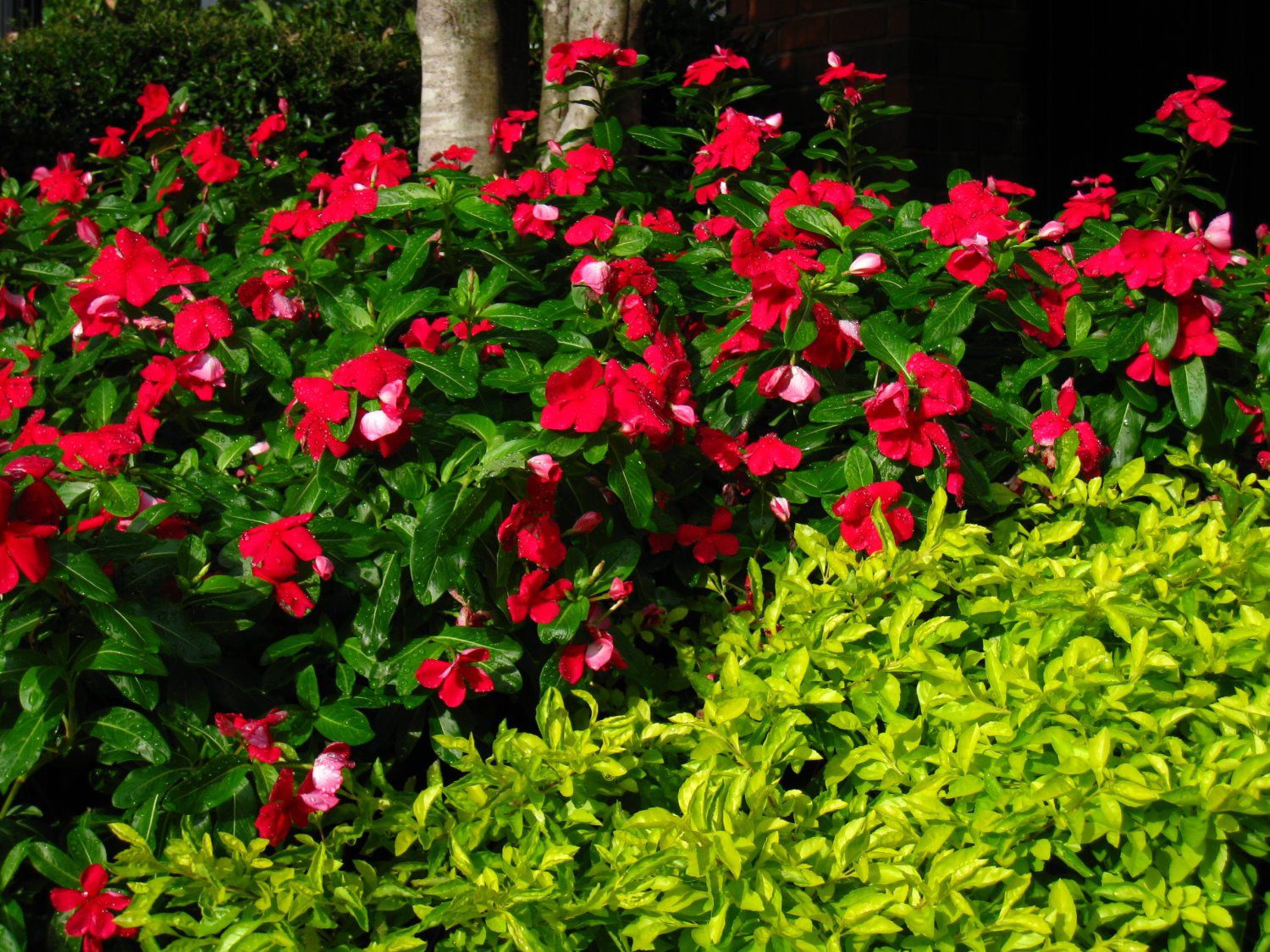 Spectacular Summer Flower Display - Color Burst