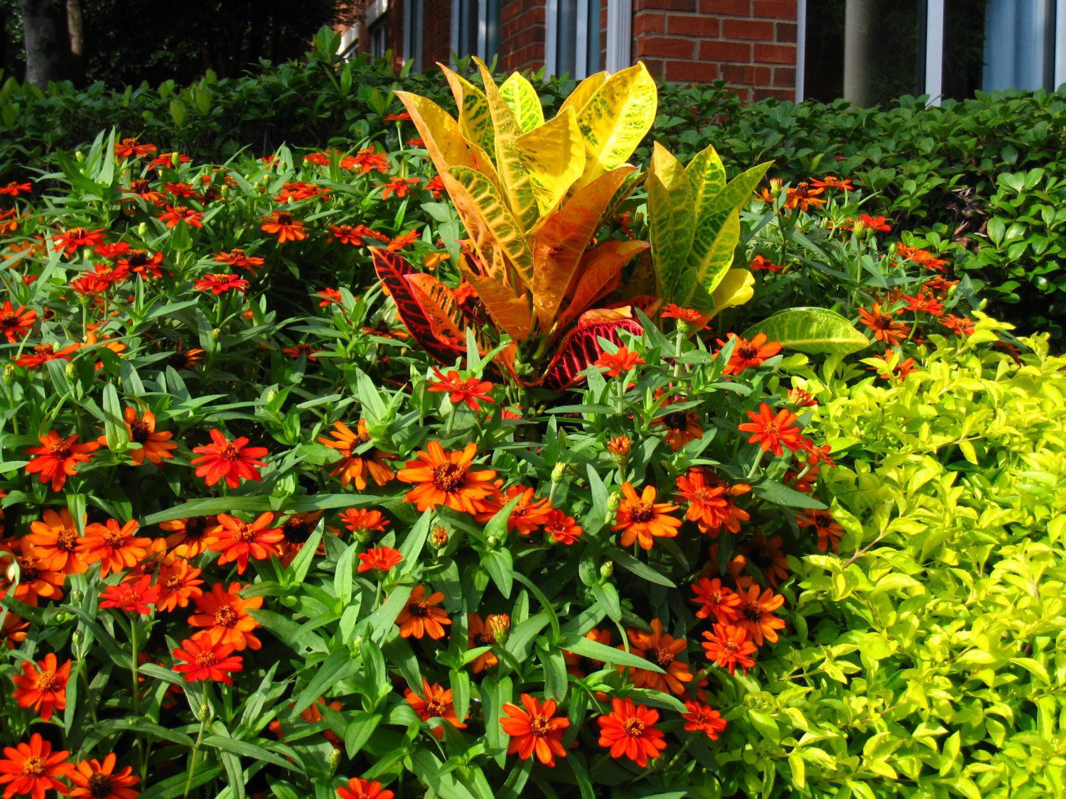 Spectacular Summer Flower Display - Color Burst