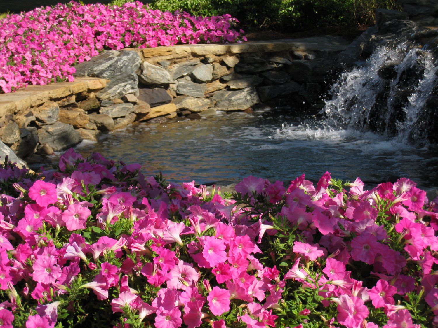Spectacular Summer Flower Display - Color Burst