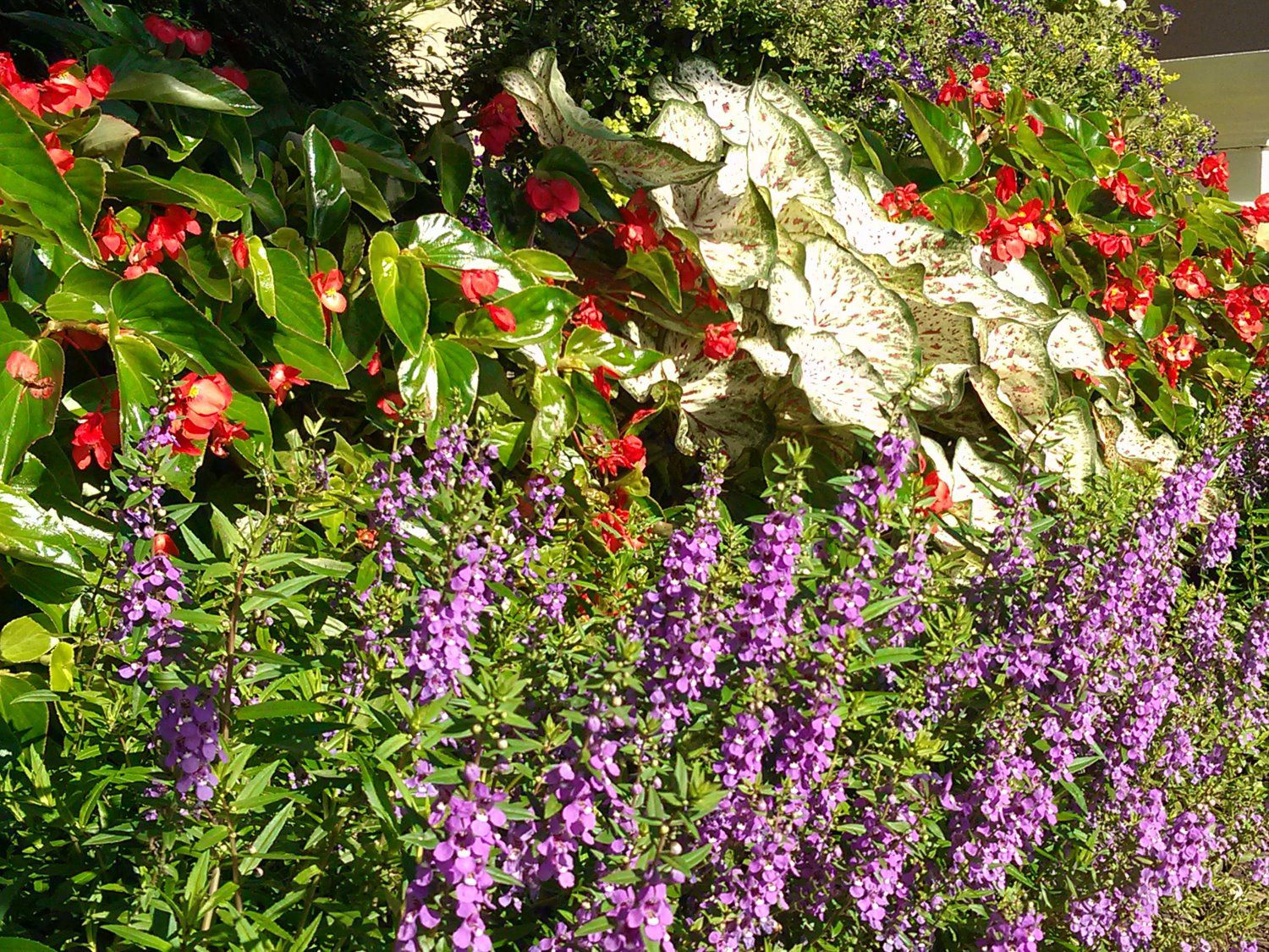 Spectacular Summer Flower Display - Color Burst