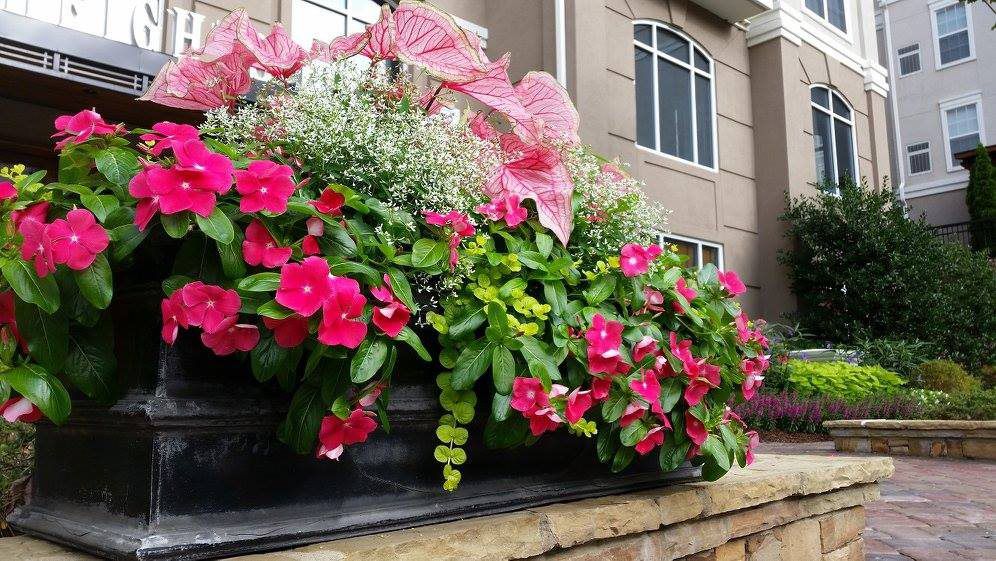 Pretty Planters Flower Display - Color Burst