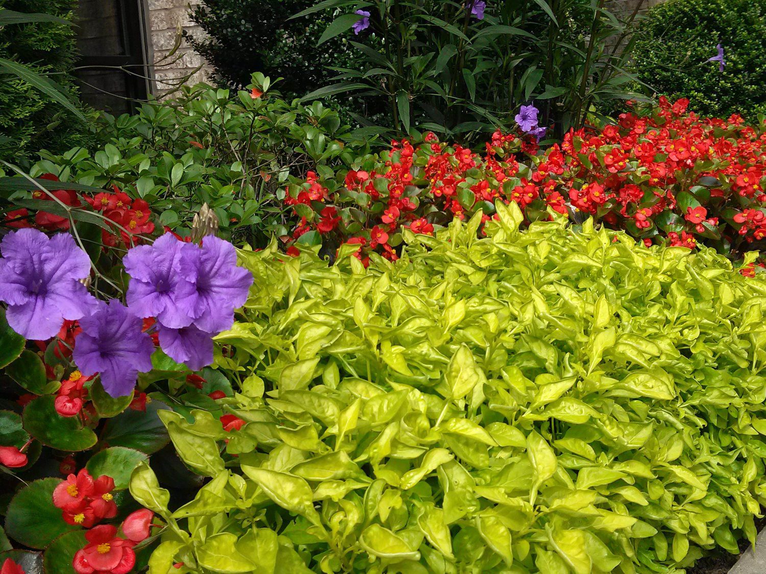 Spectacular Summer Flower Display - Color Burst