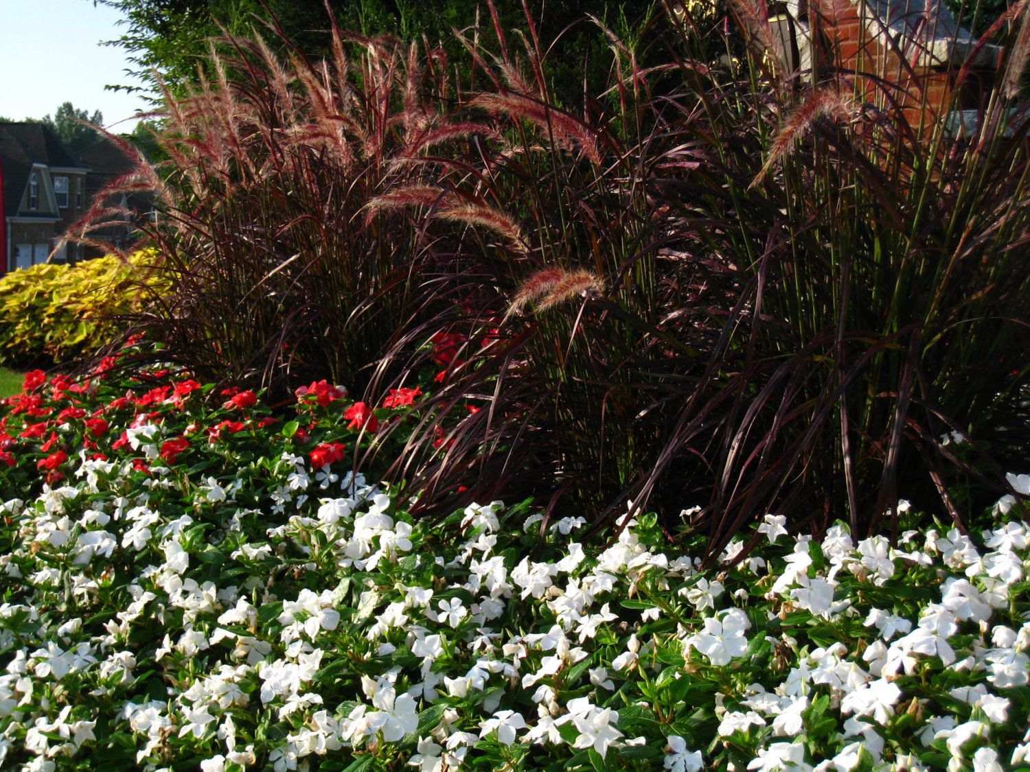 Spectacular Summer Flower Display - Color Burst