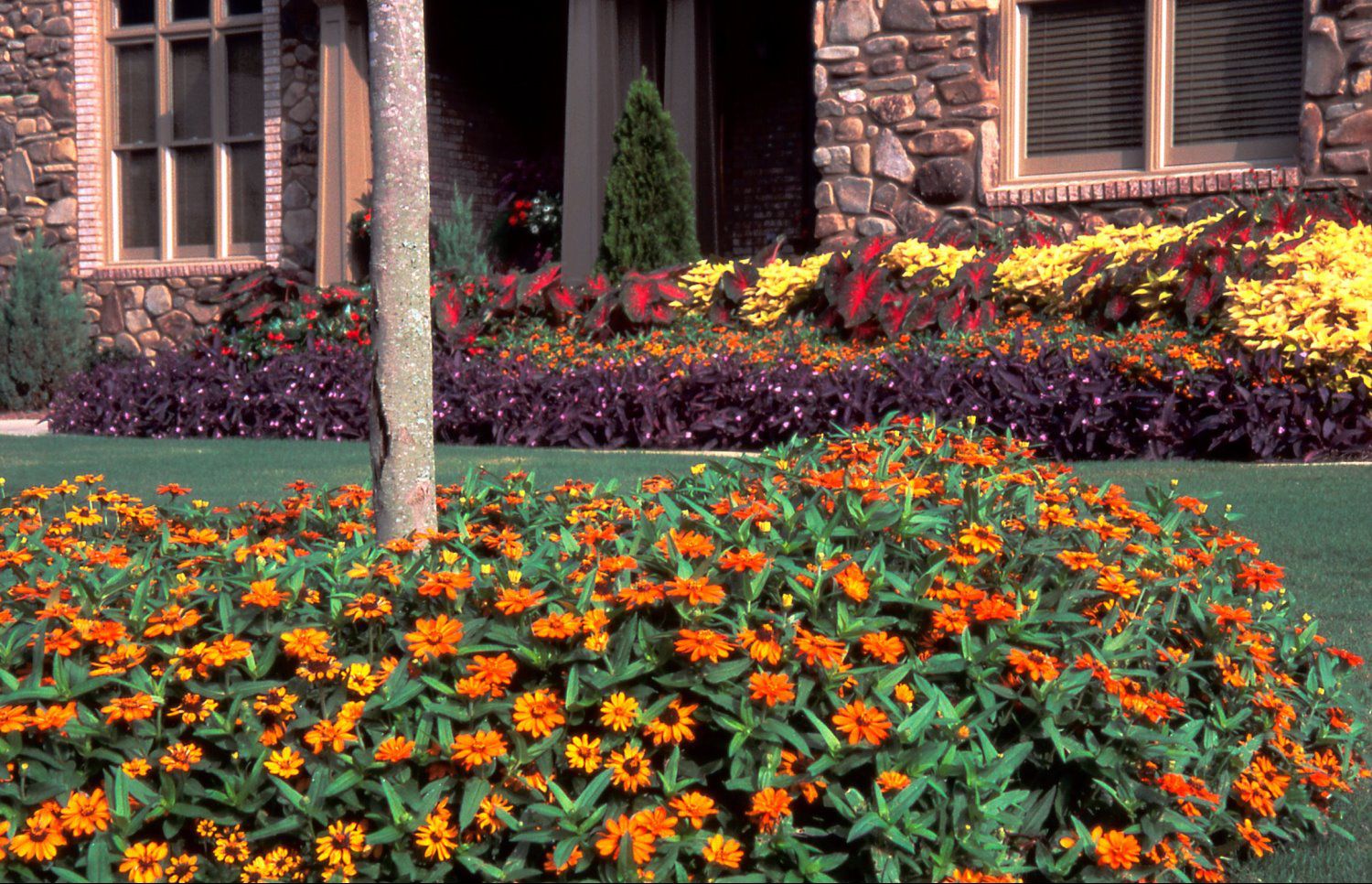 Spectacular Summer Flower Display - Color Burst
