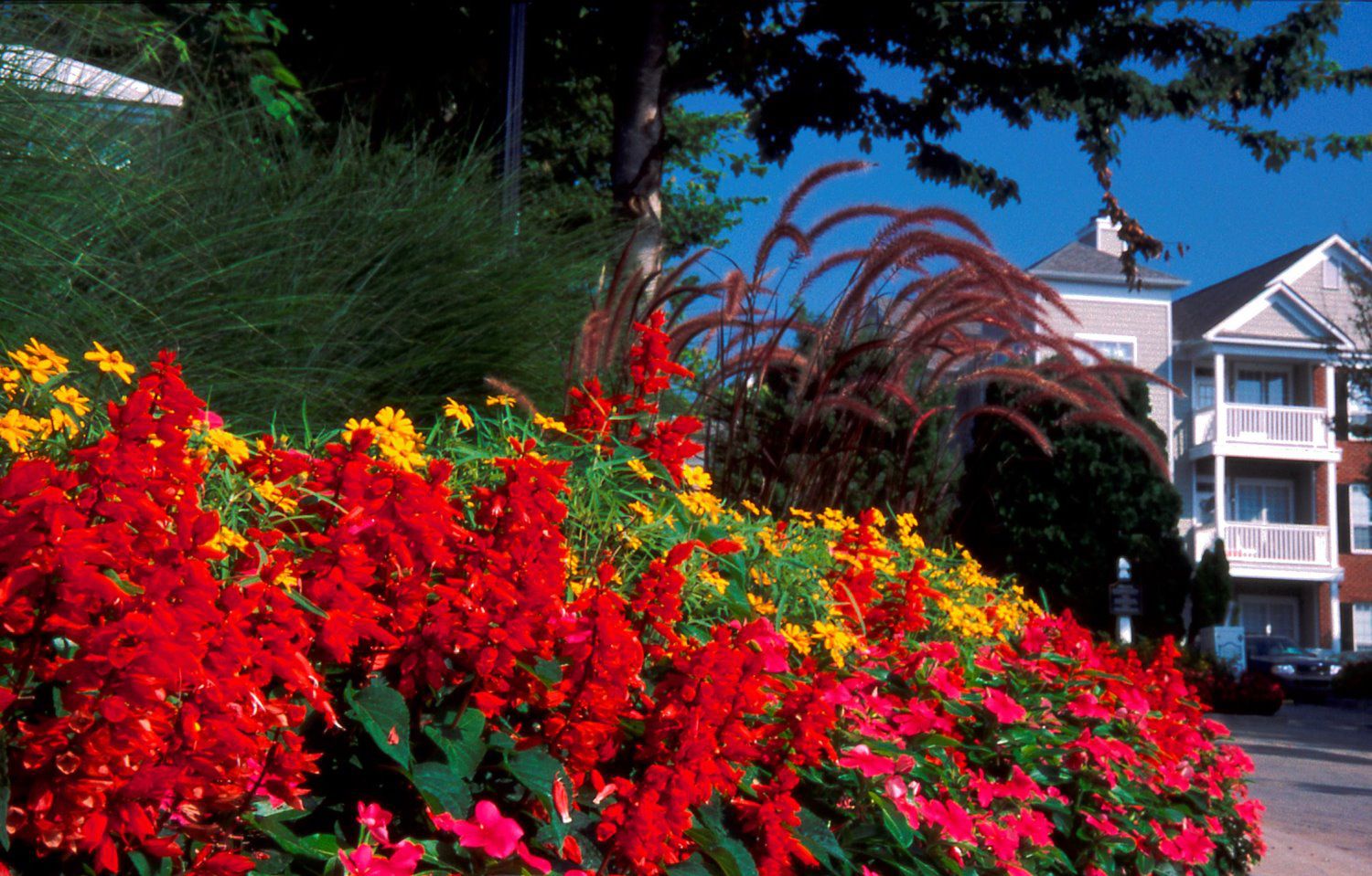 Spectacular Summer Flower Display - Color Burst
