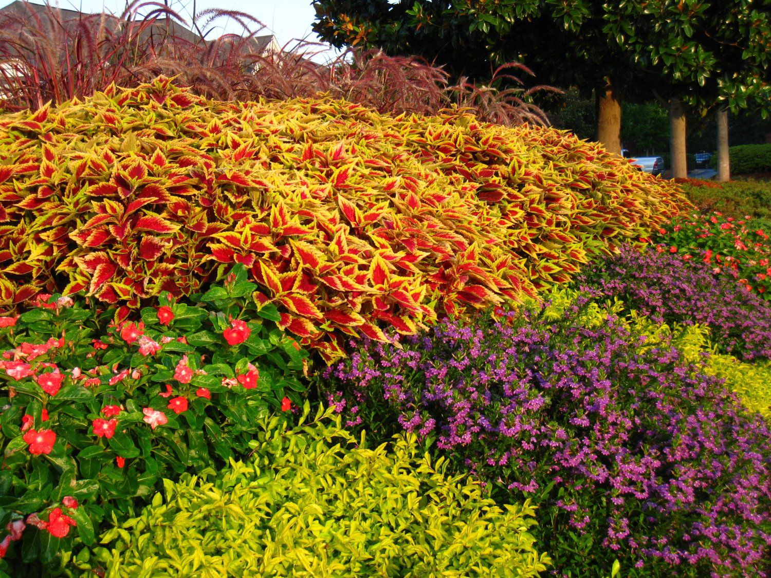Spectacular Summer Flower Display - Color Burst