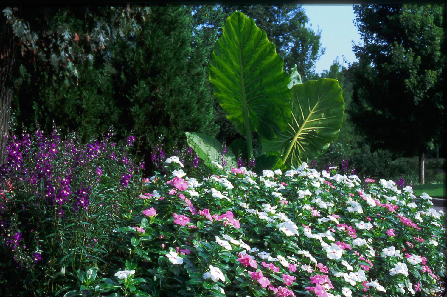 Spectacular Summer Flower Display - Color Burst