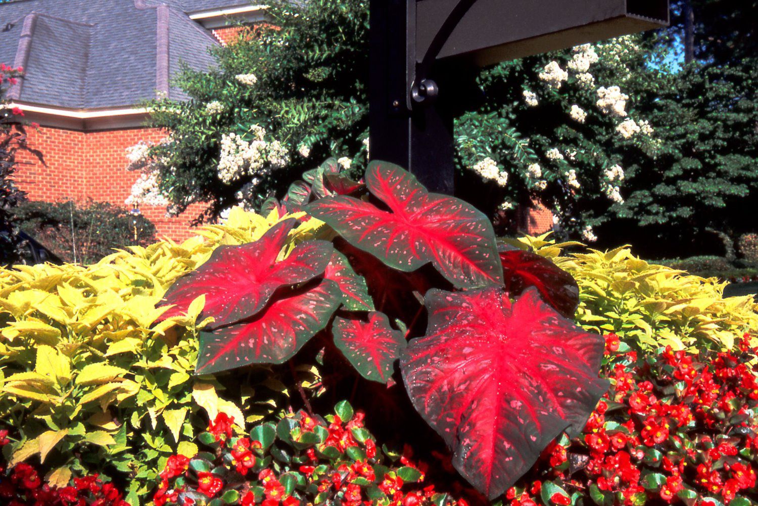Spectacular Summer Flower Display - Color Burst