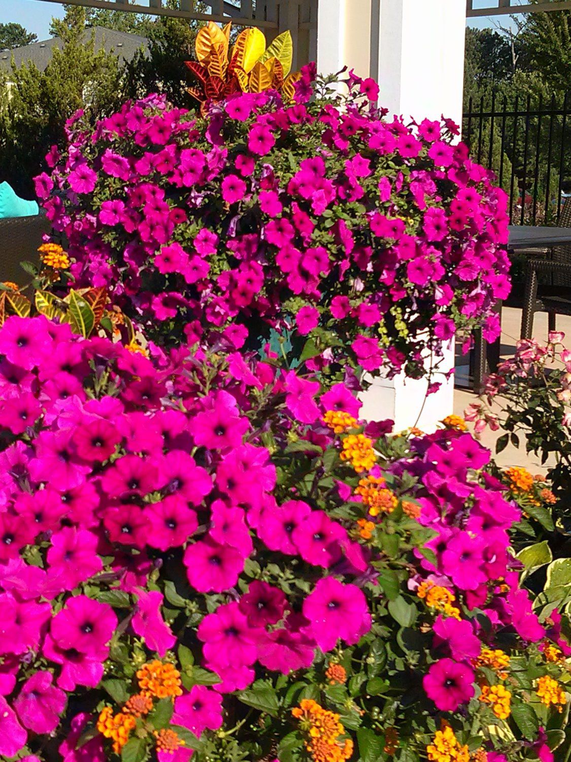 Pretty Planters Flower Display - Color Burst