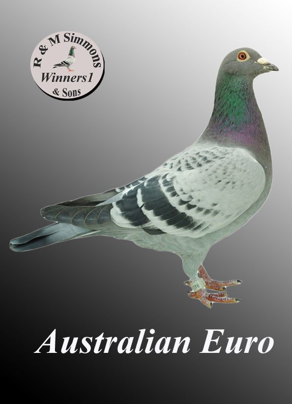 Euro-Cock Pigeons | Australia