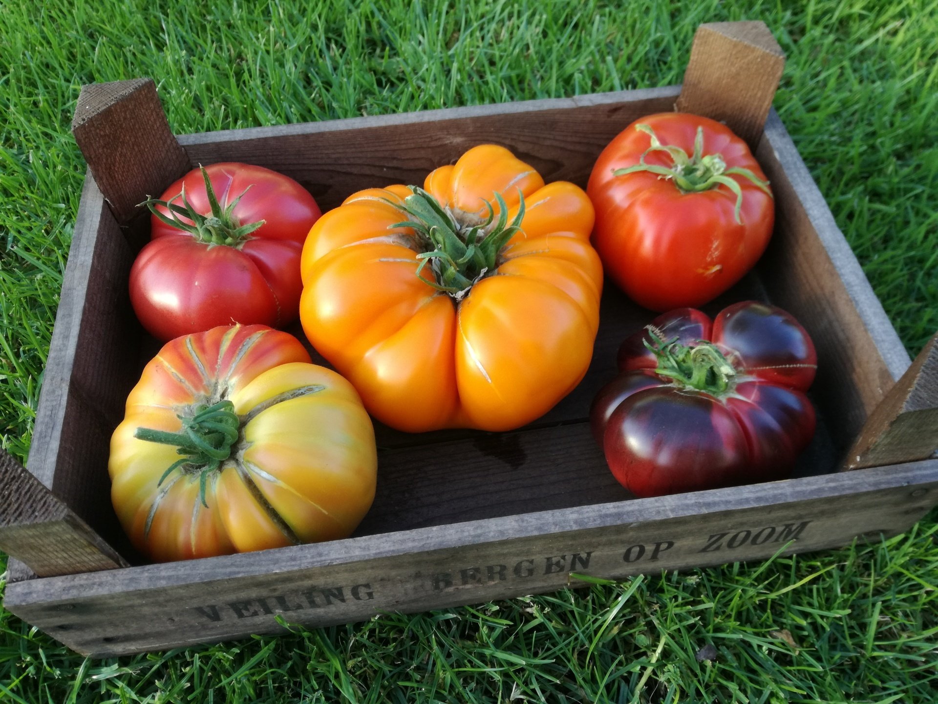 Tomaten kweken stap voor stap uitgelegd