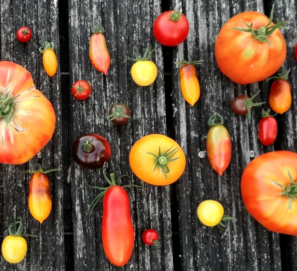 De 5 beste tomatenrassen voor buiten!