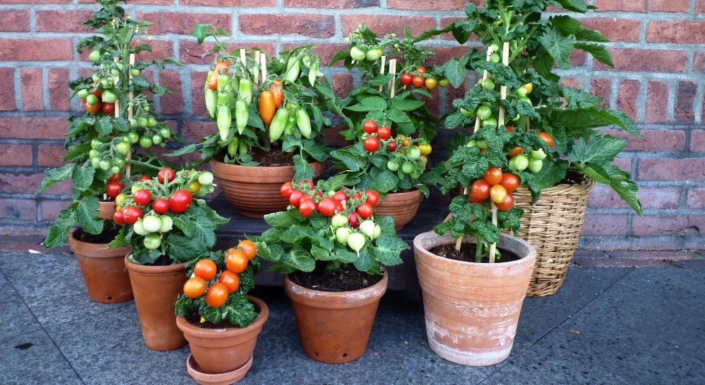 Hoe kan je het beste tomaten zaaien? Lees dat in deze blog!