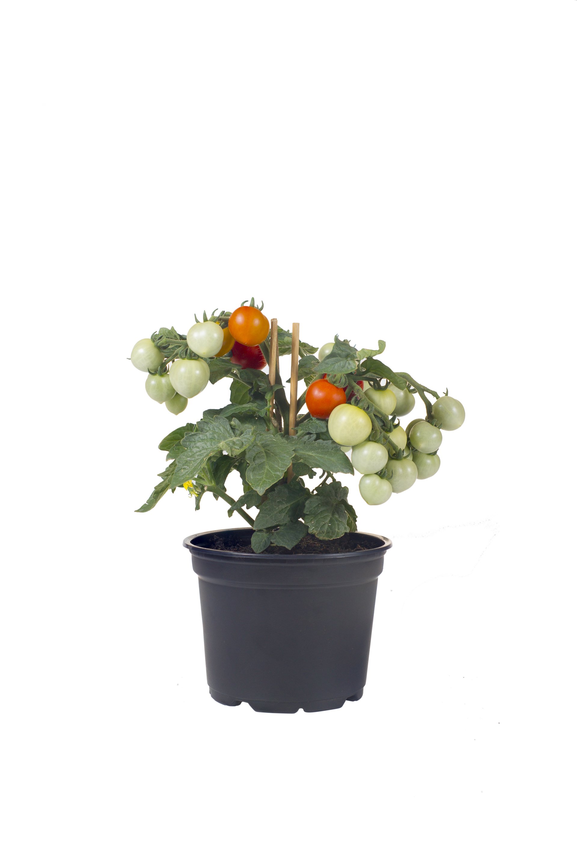 Dit zijn onze producten!