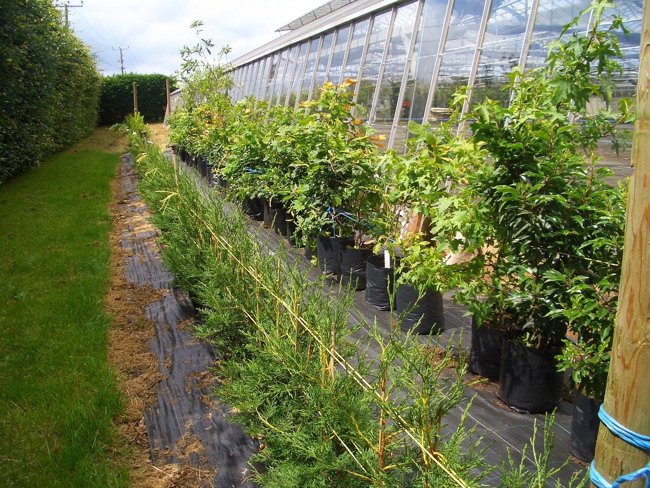 Polythene plant pots made from recycled polythene by Hadopots