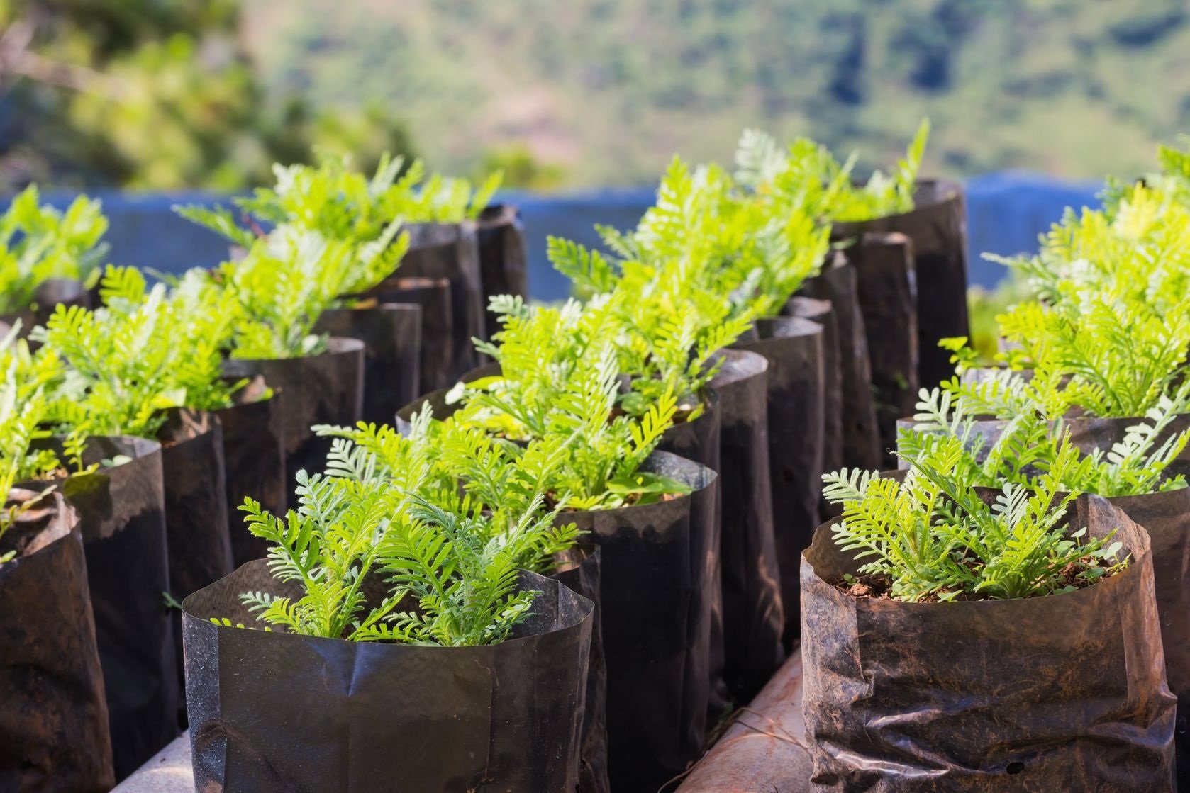 Polythene plant pots made from recycled polythene by Hadopots
