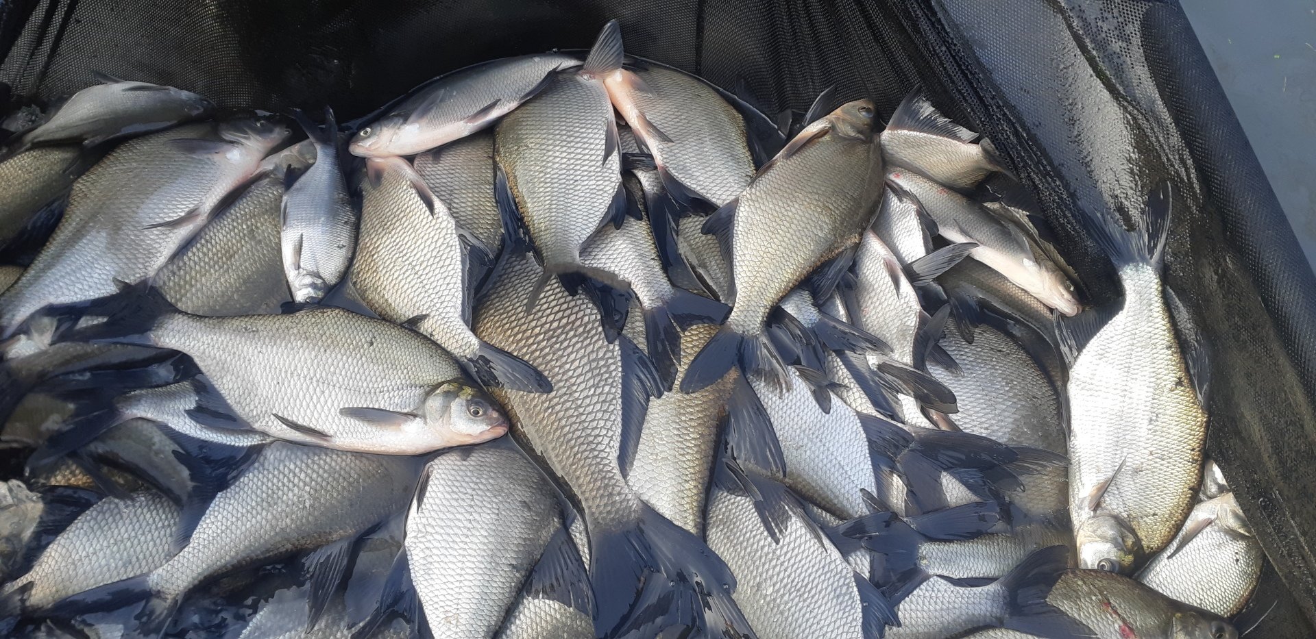 Our Fish | Fishers Pond Fishery | Hampshire