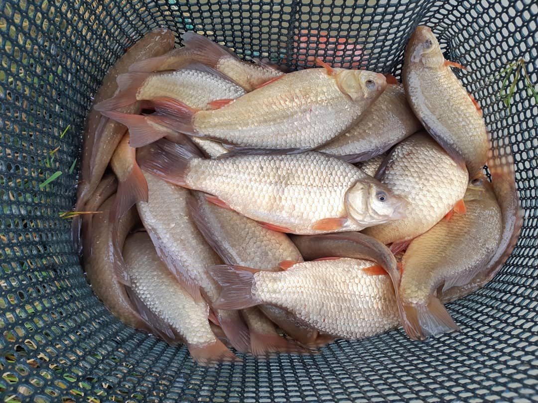 Home | Fishers Pond Fishery | Hampshire