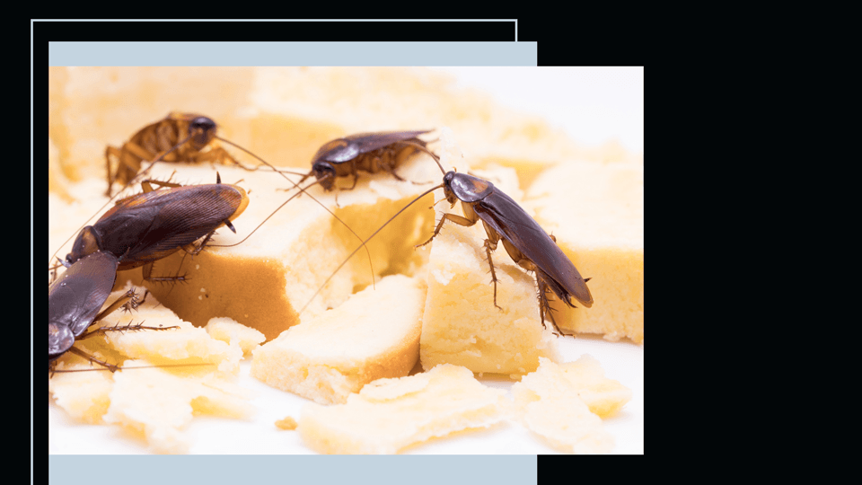 Professional Pest Control And Fumigation Services