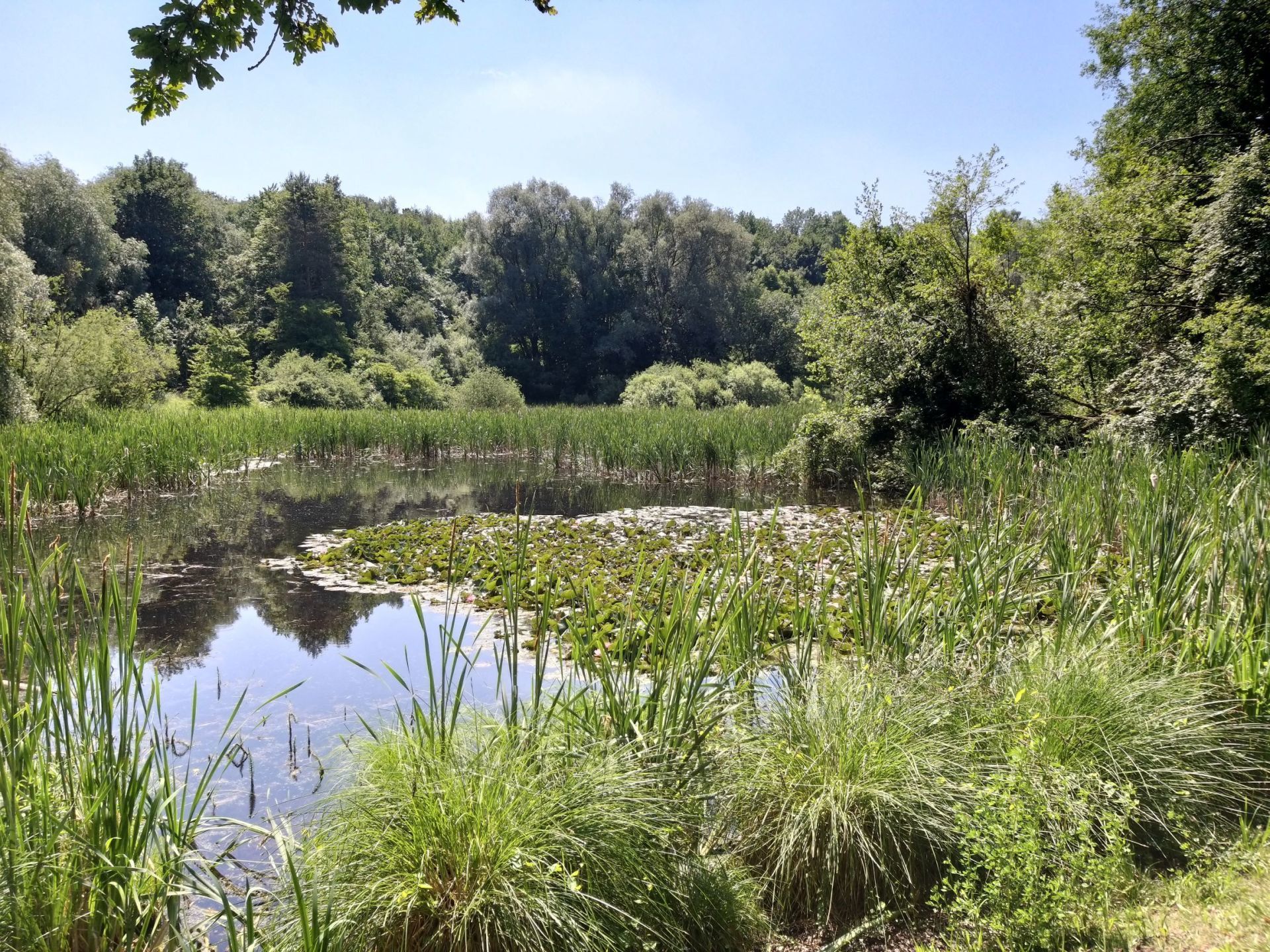 Erlebnisbericht: Natur- und Krafortcoaching in der Aubinger Lohe