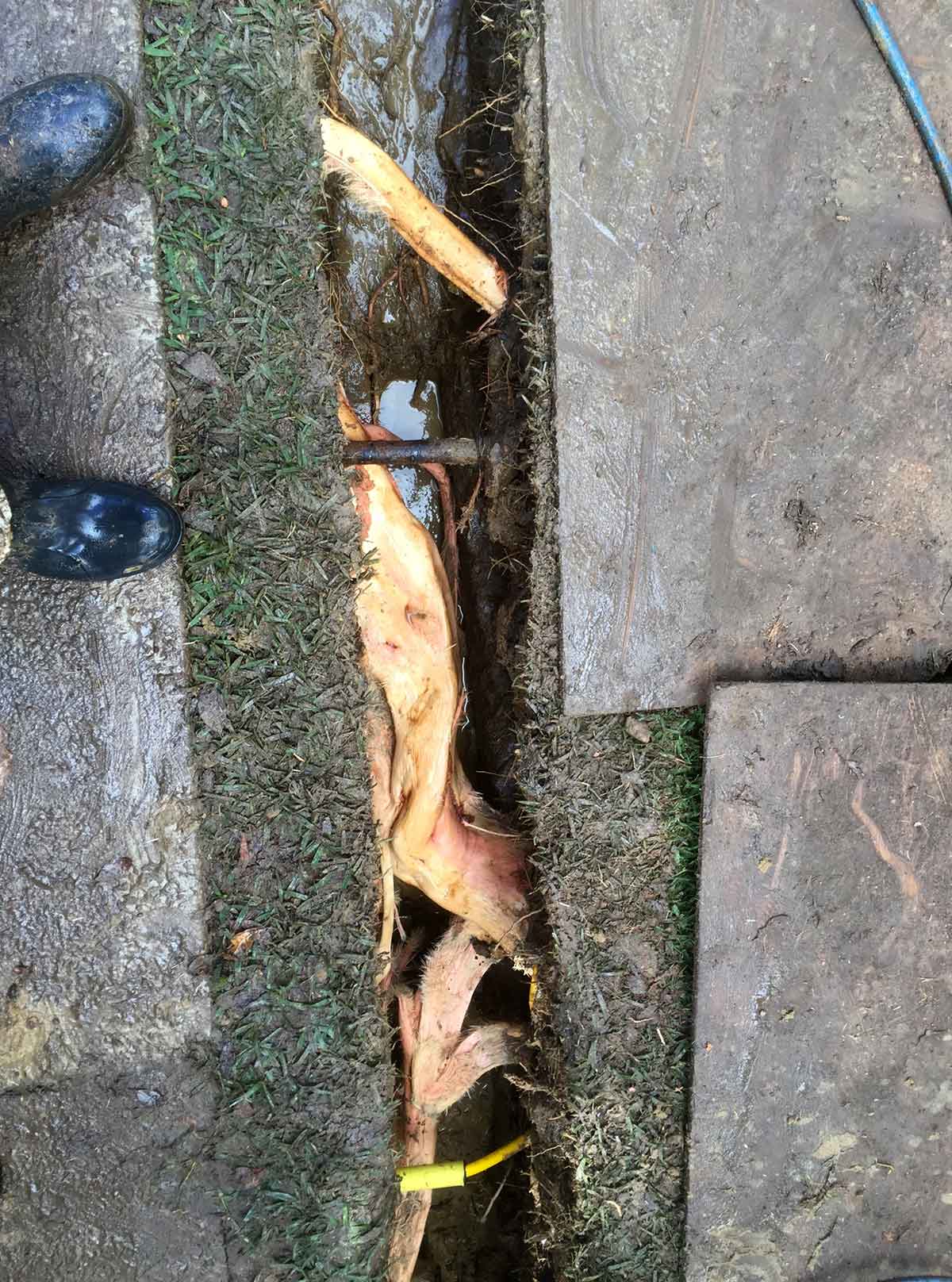 Tree root barrier installation | Rootmasters