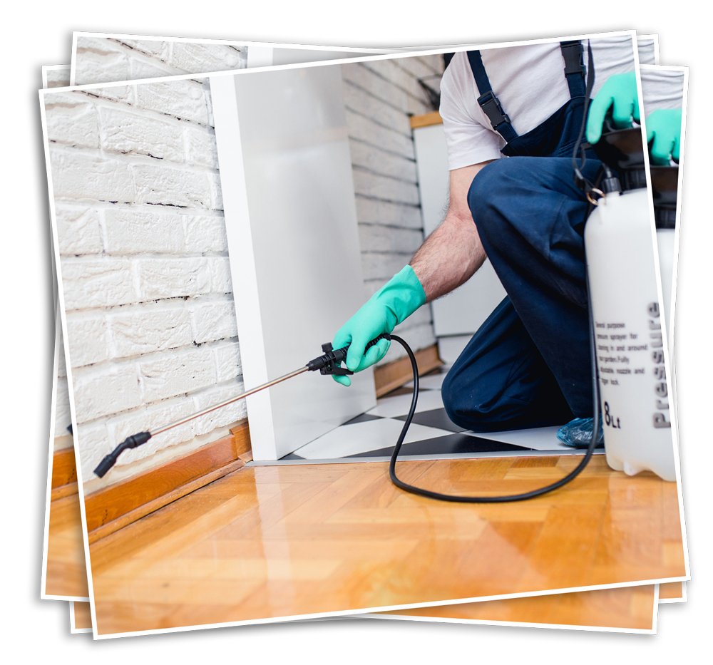 Pest Control Company | Savannah, GA | Johnson Exterminating Inc.