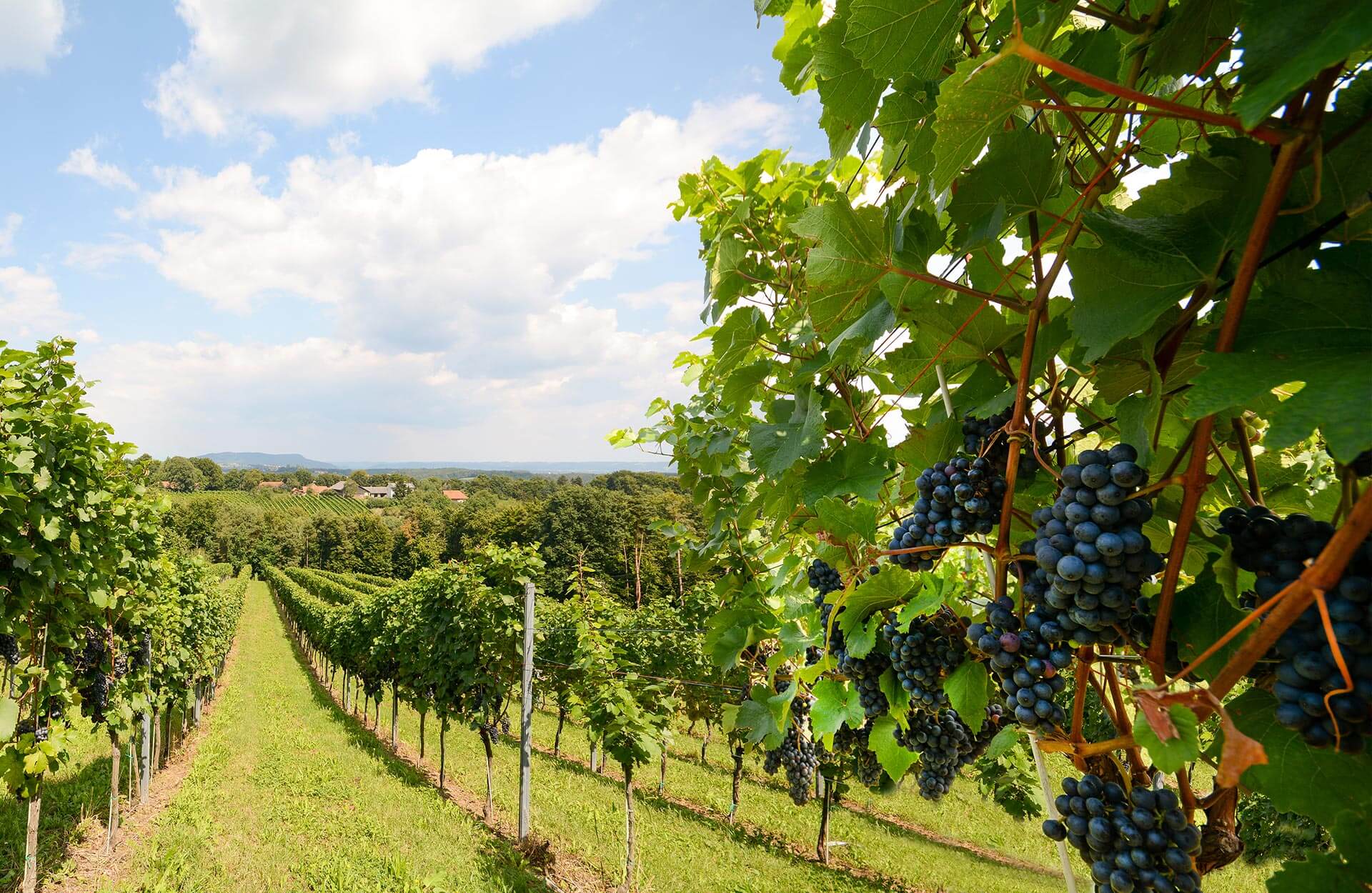 Die Weinbauregionen Österreichs