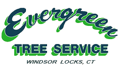 Tree Service Contractor | Windsor Locks, CT | Evergreen Tree Service