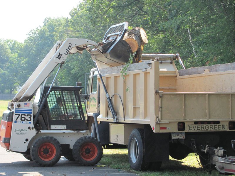 Tree Service Contractor | Windsor Locks, CT | Evergreen Tree Service